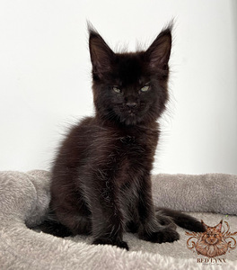 Kassid - osta soodsalt okidoki-l