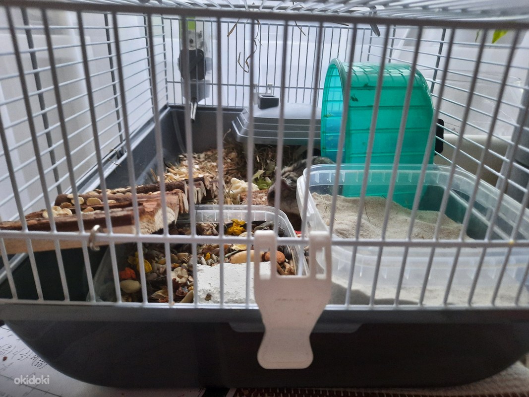 Hamster (+puur+toit) - Tallinn, Närilised – okidoki