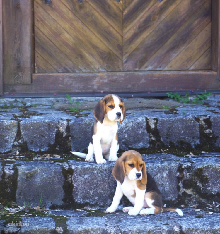 BEAGLE kutsikaad - Tallinn, Koerad – okidoki