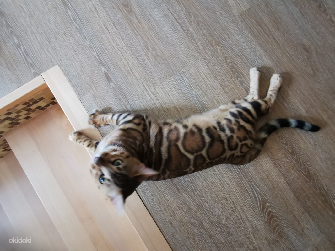 Bengali kass - Tallinn, Kassid – okidoki
