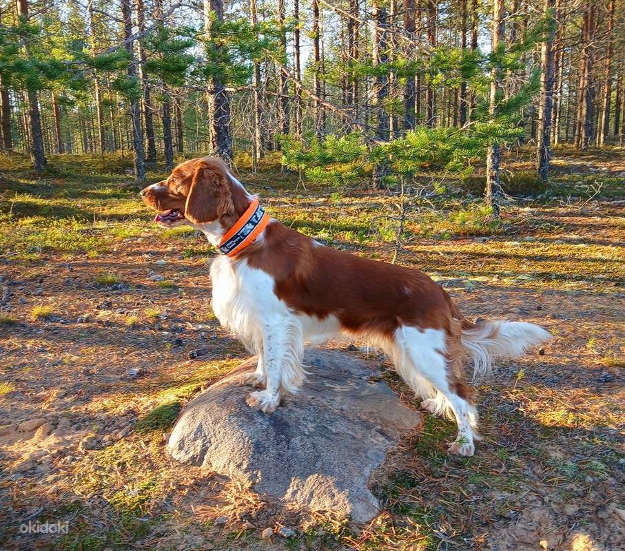 Lintukoiramix - Oulu, Oulu, Pohjois-Pohjanmaa, Koirat – okidoki