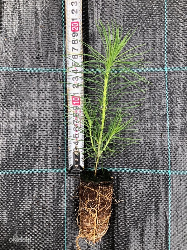 Metsataimed - Kask, lepp, kuusk, mänd - Pala, Peipsiääre vald, Tartumaa ...