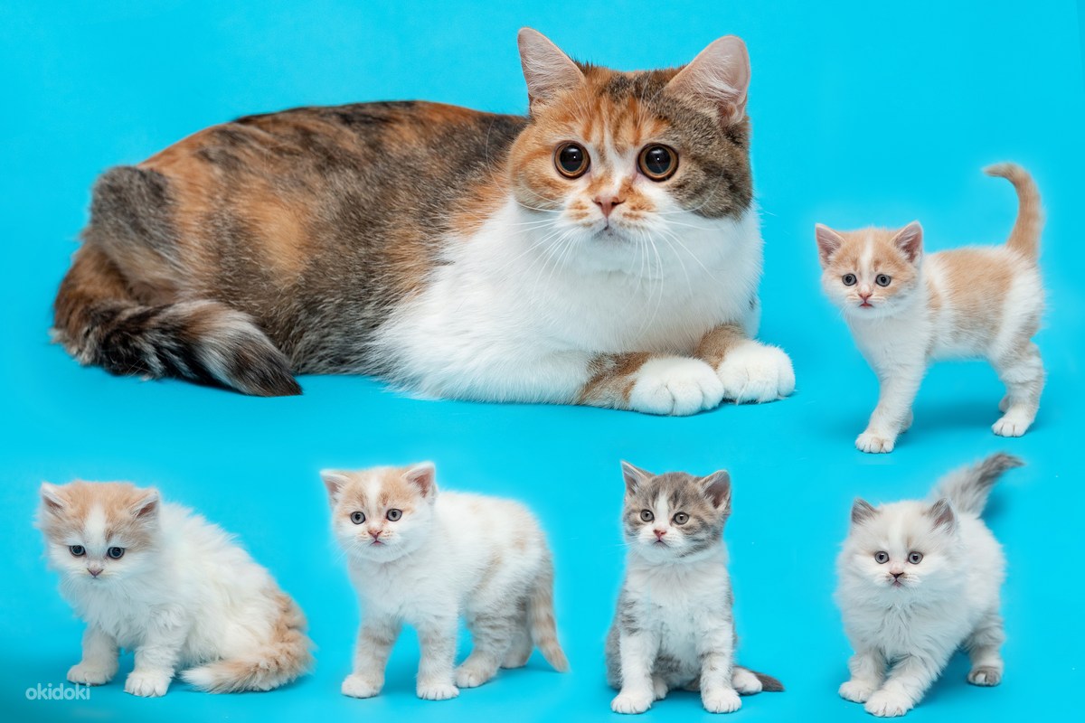 Шотландская Прямоухая - Tallinn, Кошки – okidoki