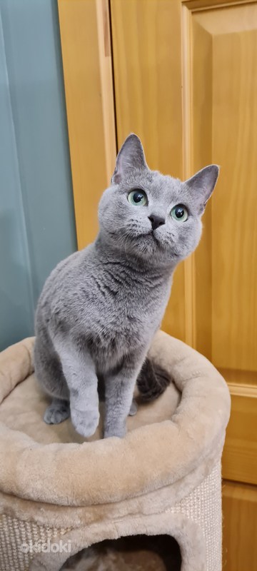 Russian blue female cat - 3 years old - Valga, Valga vald, Valgamaa ...