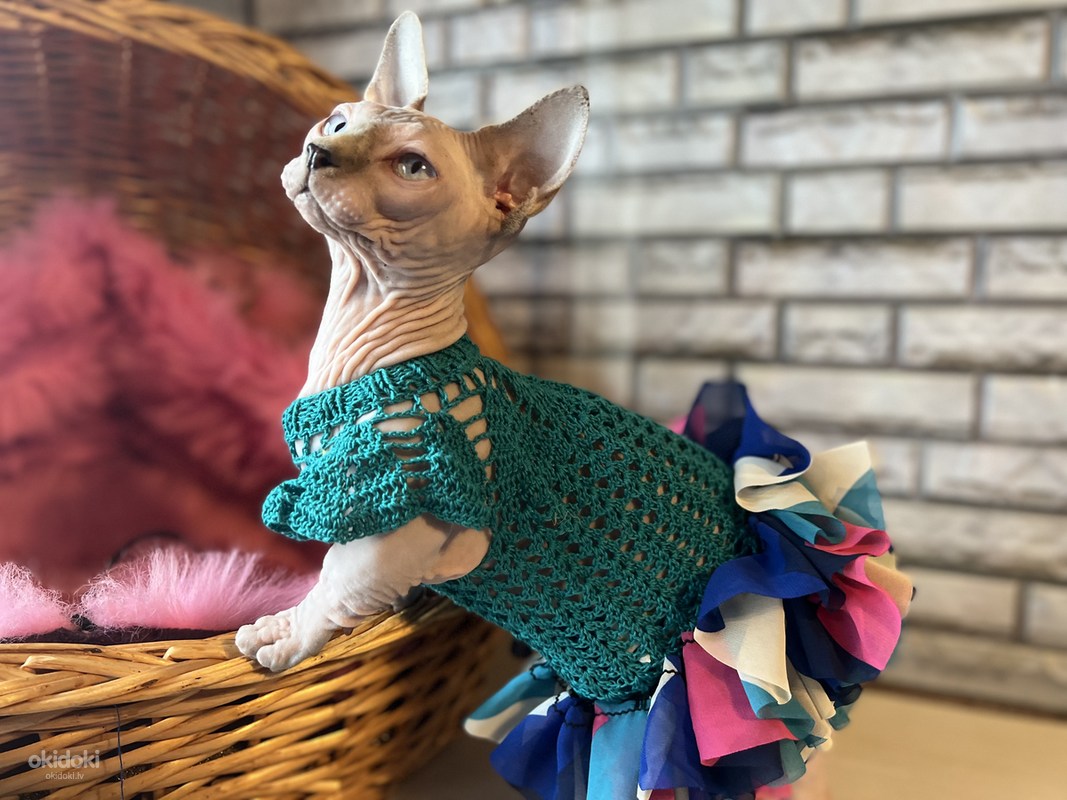 Kanādas sfinksa meitene - Rīga, Kaķi – okidoki