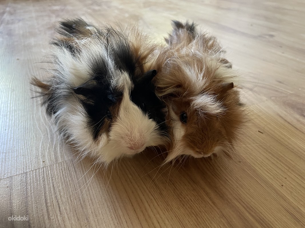 Kaks merisiga - Tallinn, Närilised – okidoki