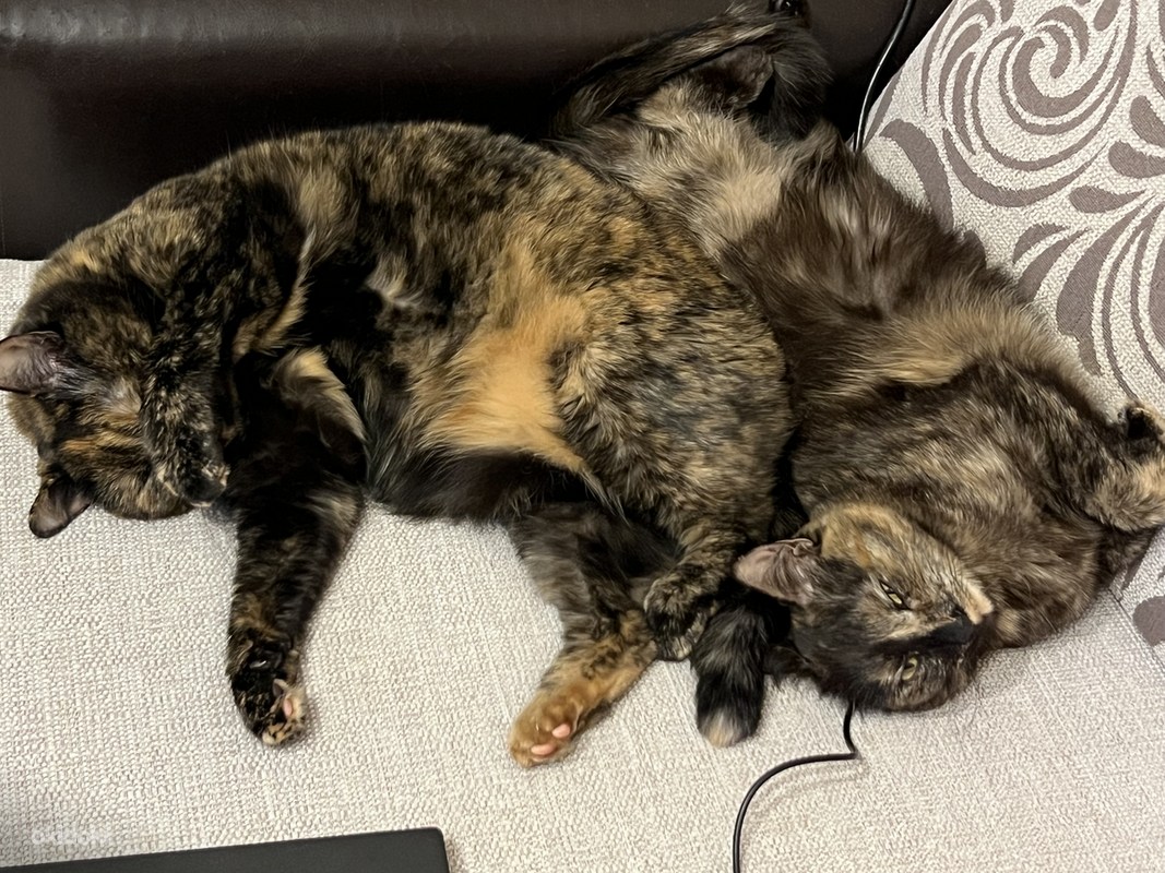 Kassid tasuta / Кошки бесплатно - Tallinn, Кошки – okidoki