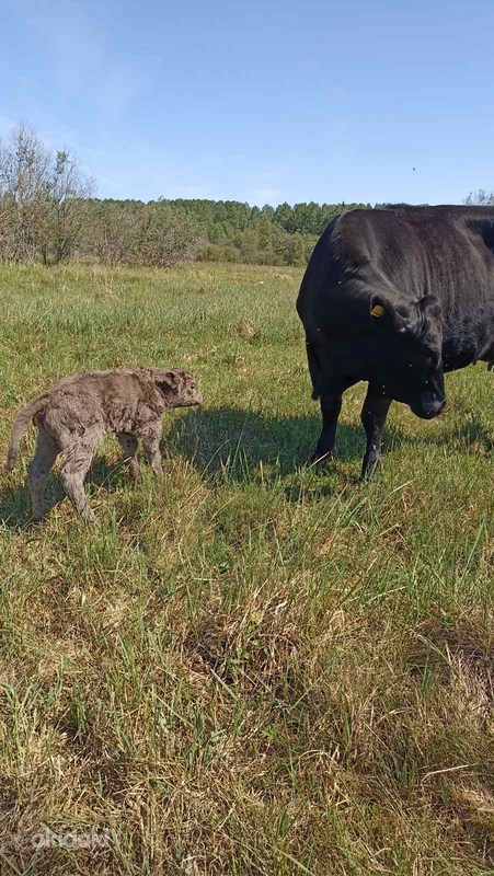 Lehm - Tallinn, Põllumajandusloomad – okidoki