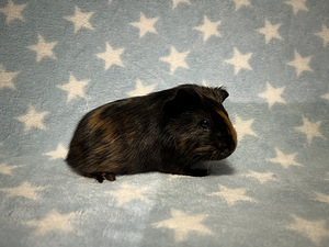 Merisiga isane - Narva, Närilised – okidoki