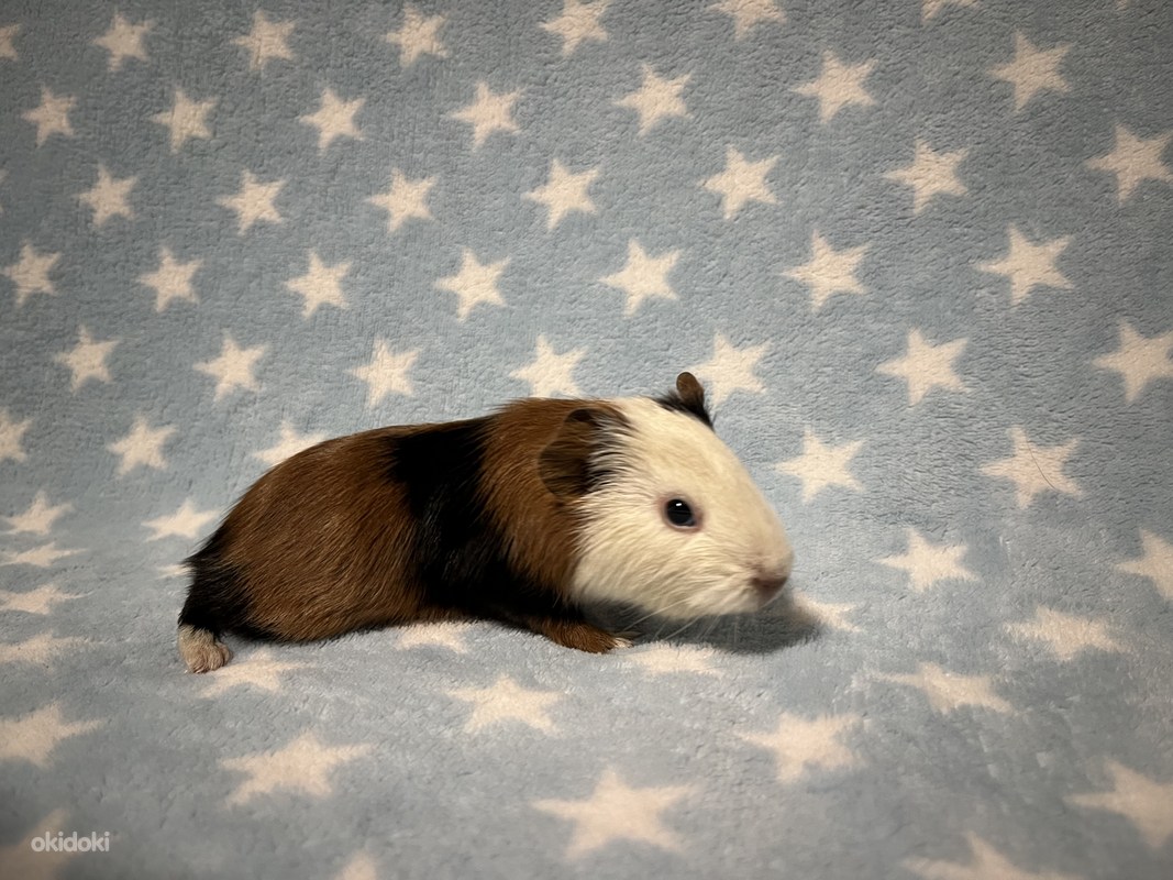 Merisiga poiss - Narva, Närilised – okidoki