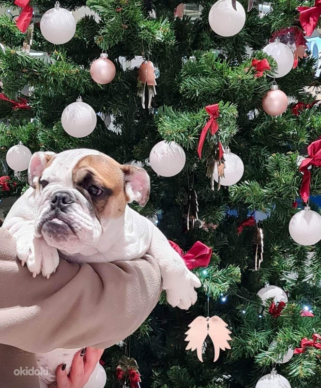 Inglise buldogi kutsikas / English bulldog puppy - Kostivere, Jõelähtme ...