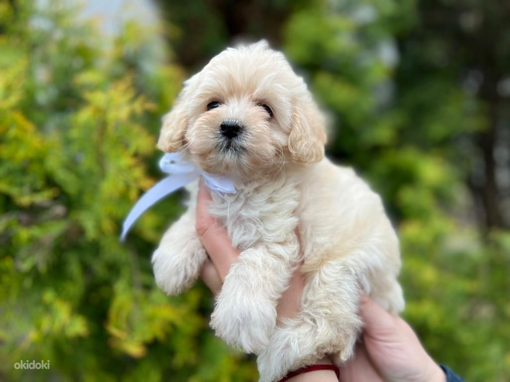 Maltipoo F1 kutsikad - Tallinn, Koerad – okidoki