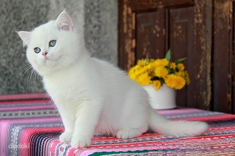 Briti kass, hõbedane tsintsilja. BRI ns 1133 - Tallinn, Kassid – okidoki