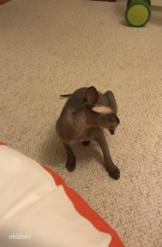 Отдам данского сфинкса бесплатно - Tallinn - Животные, Кошки купить и ...