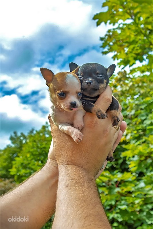 Poiss Mini Chihuahua - Surju, Saarde vald, Pärnumaa, Koerad – okidoki