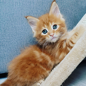 Kassid - osta soodsalt okidoki-l